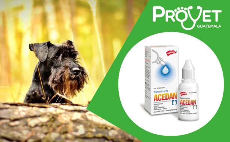 Acedan – PROVET