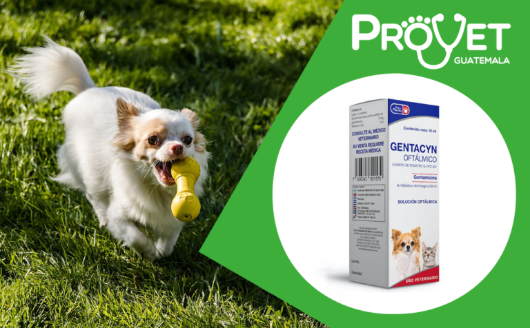Gentacyn – PROVET